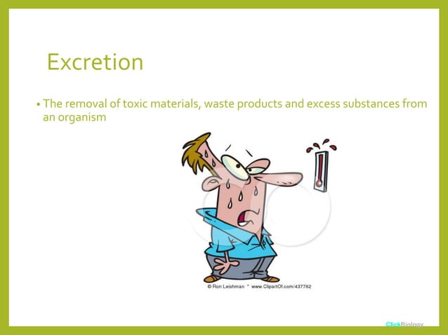 4 Grouping and identifying organisms.pptx