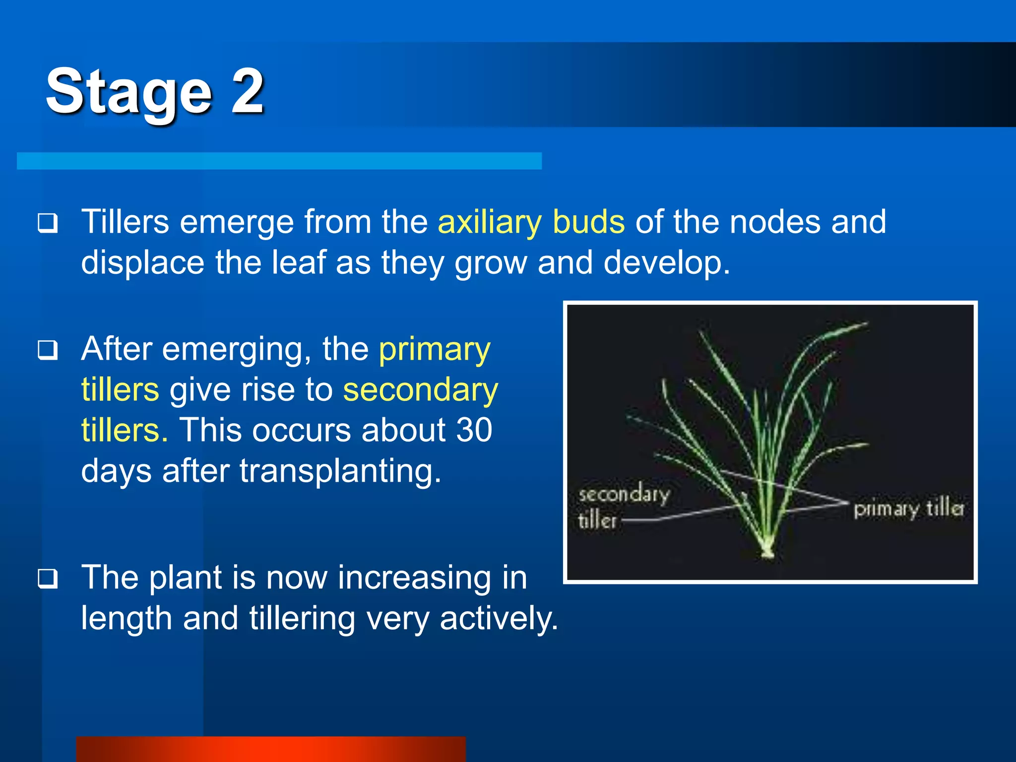 4 Growth Stages of the Rice Plant.ppt