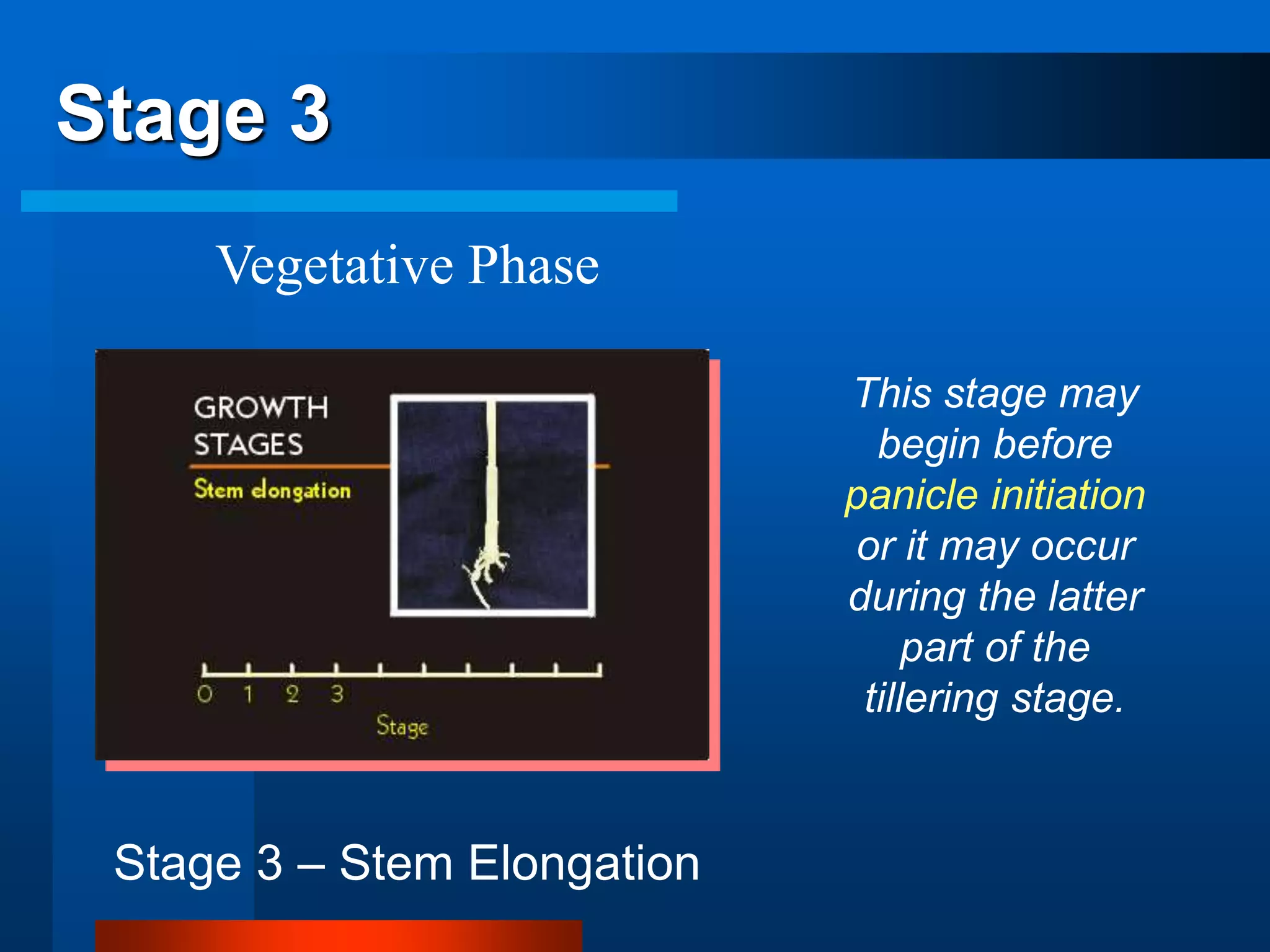 4 Growth Stages of the Rice Plant.ppt