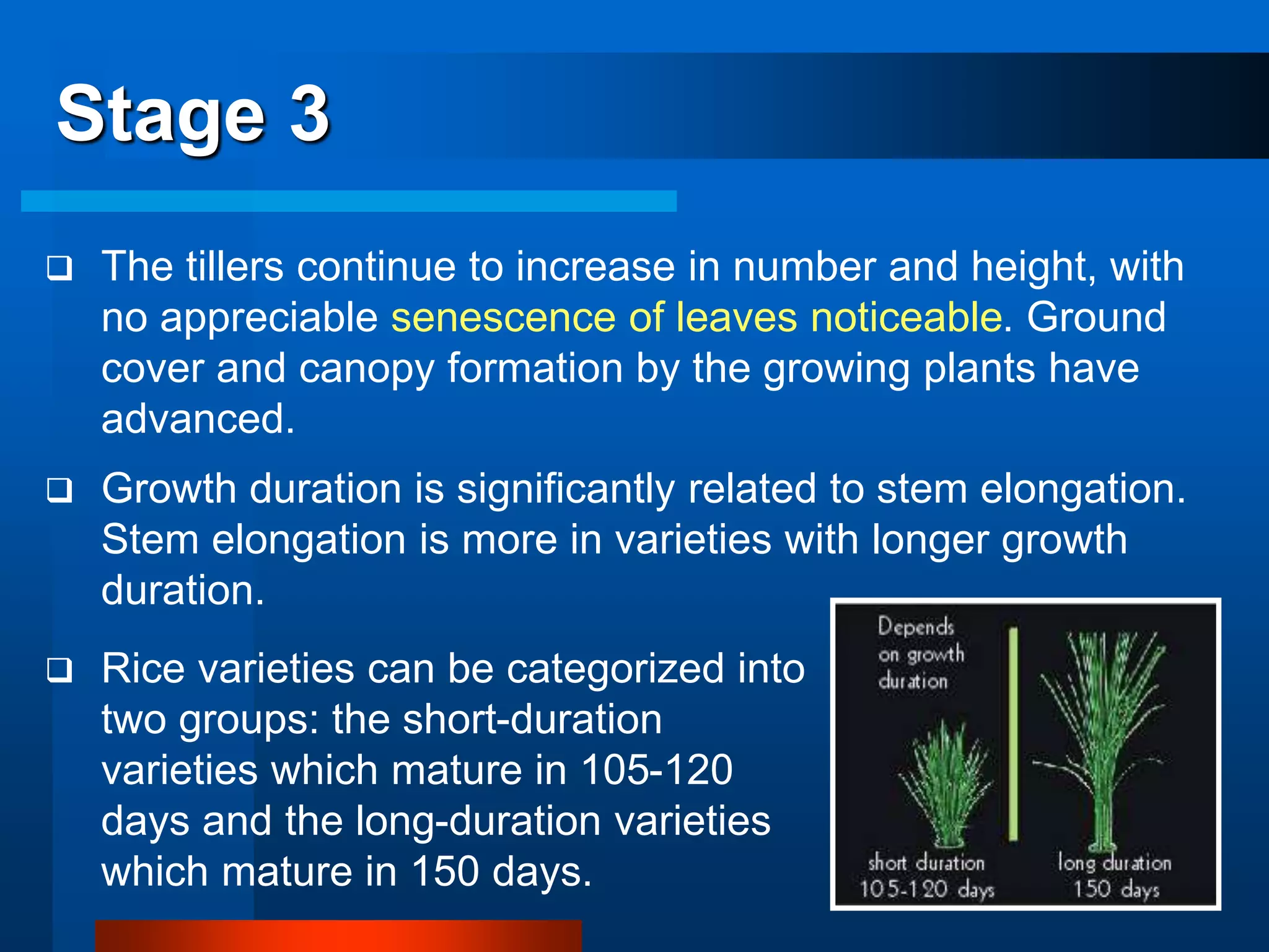 4 Growth Stages of the Rice Plant.ppt