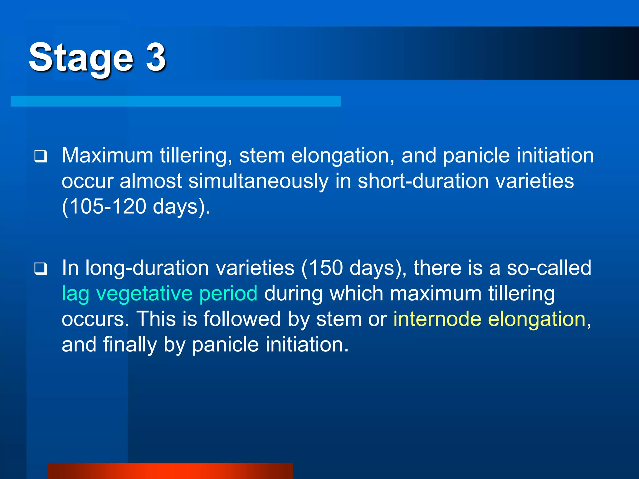4 Growth Stages of the Rice Plant.ppt