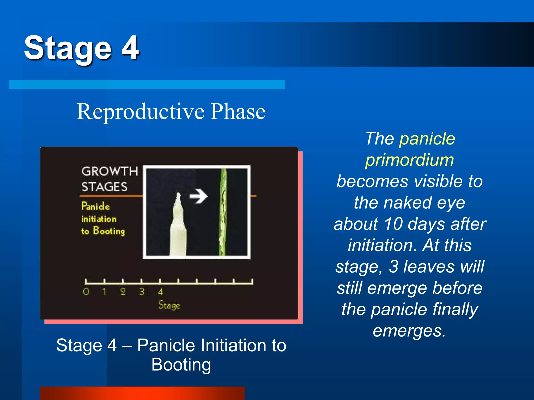 4 Growth Stages of the Rice Plant.ppt