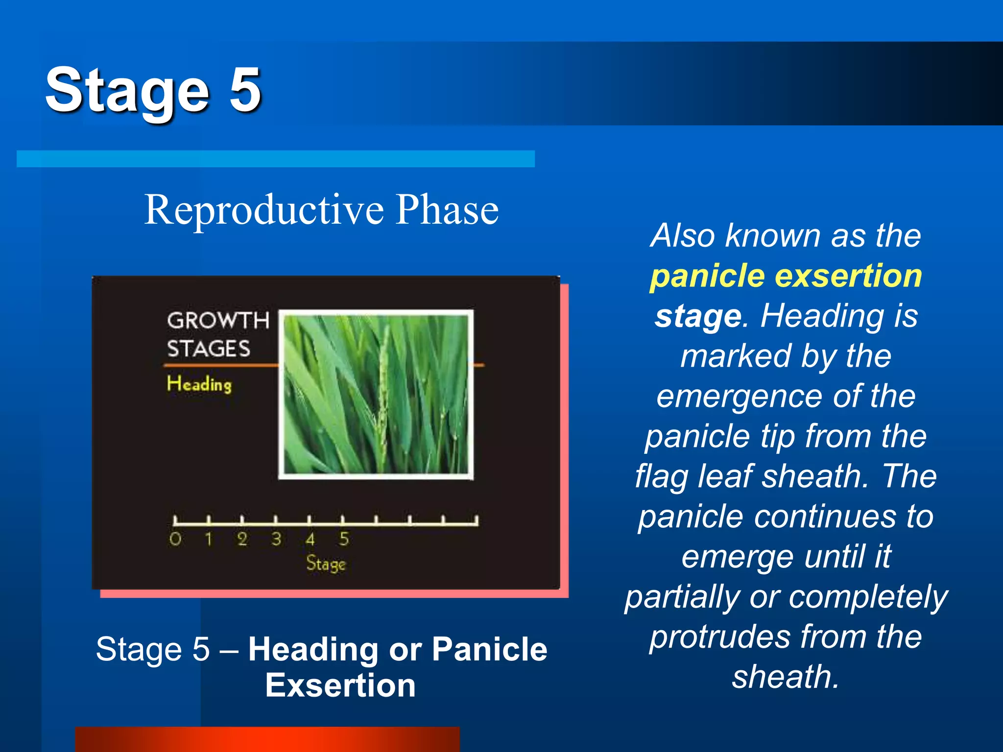 4 Growth Stages of the Rice Plant.ppt