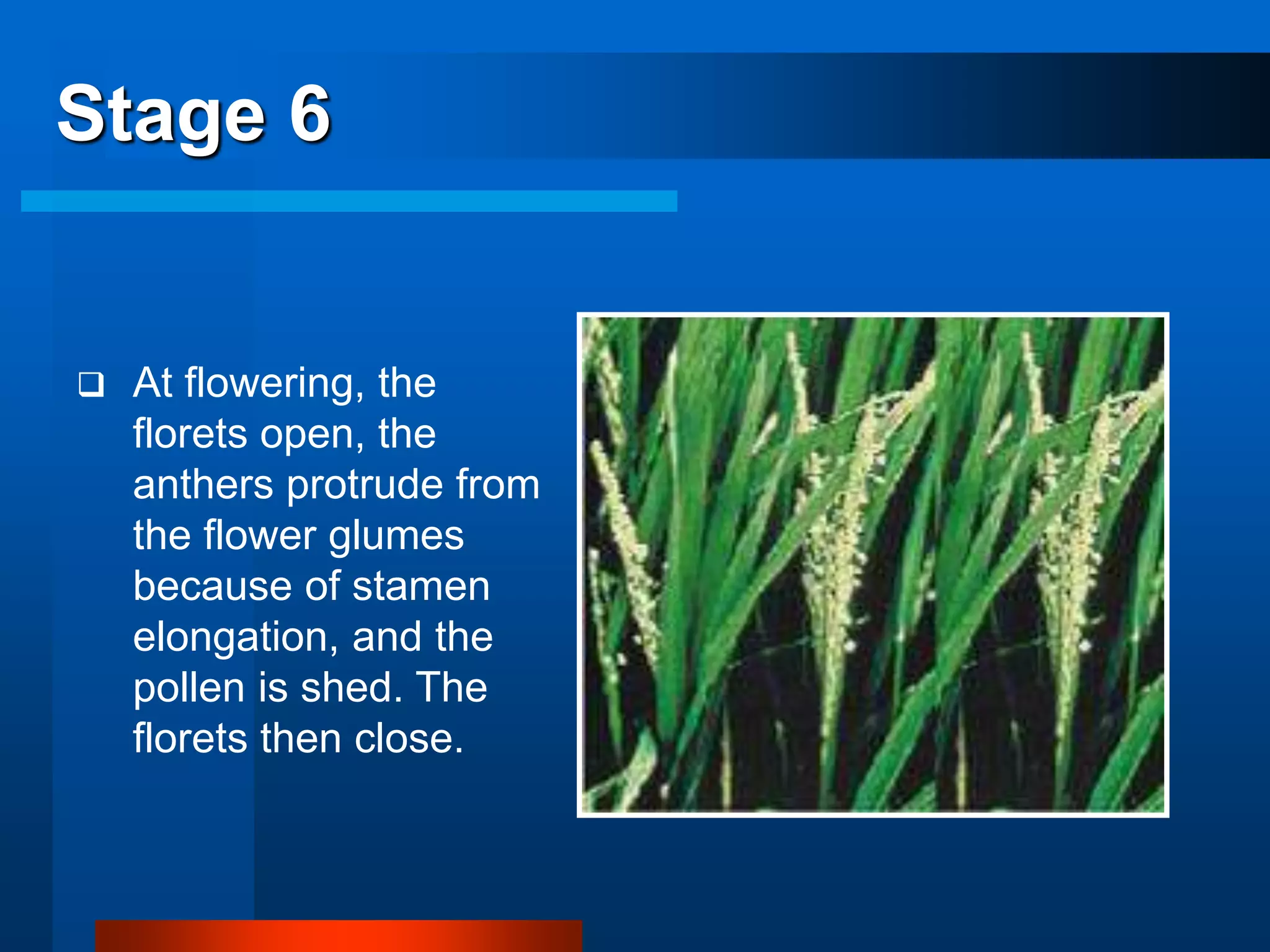 4 Growth Stages of the Rice Plant.ppt