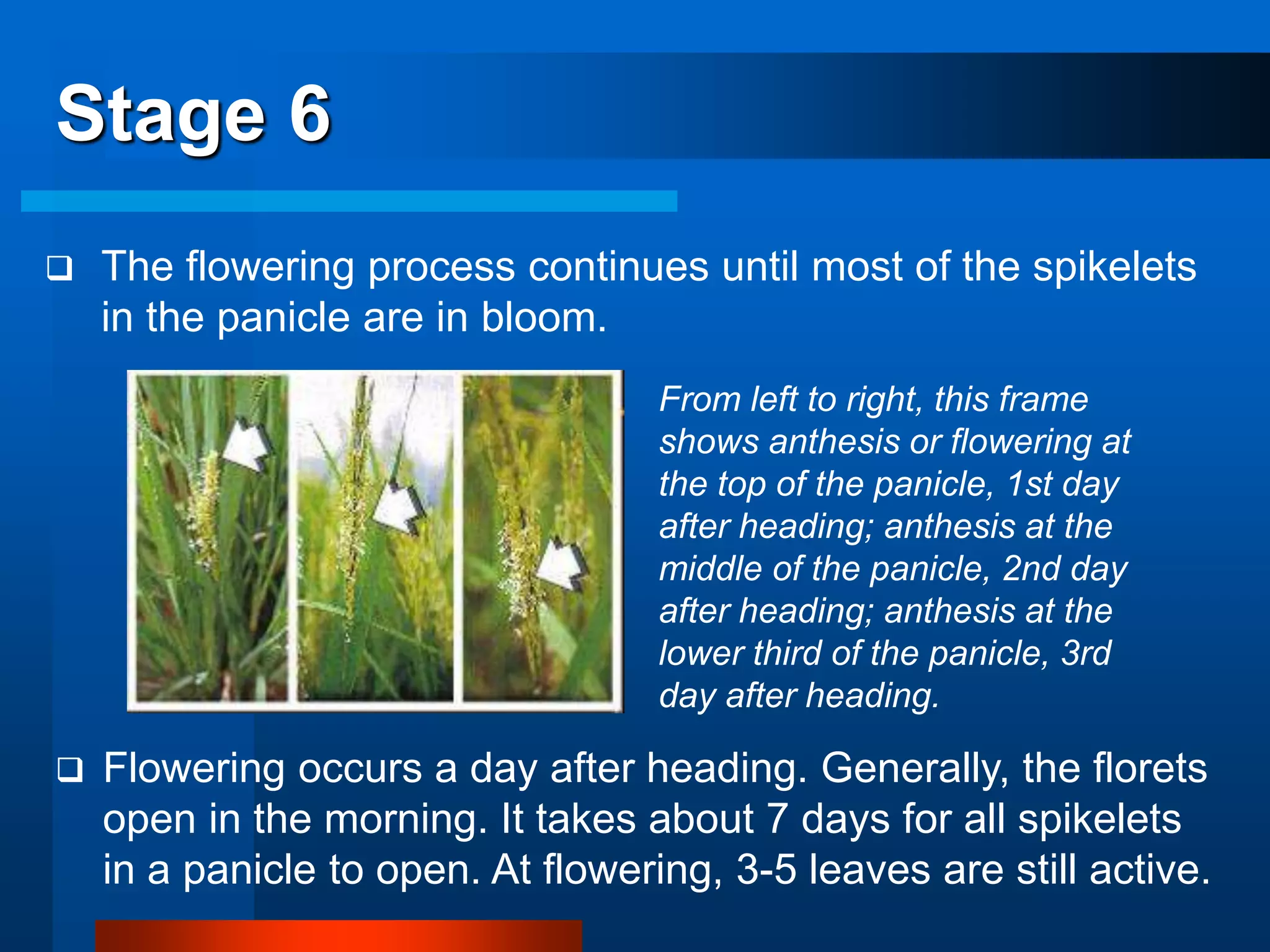 4 Growth Stages of the Rice Plant.ppt