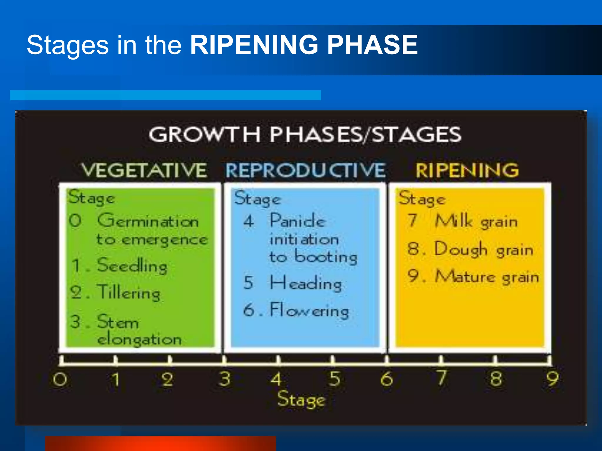 4 Growth Stages of the Rice Plant.ppt