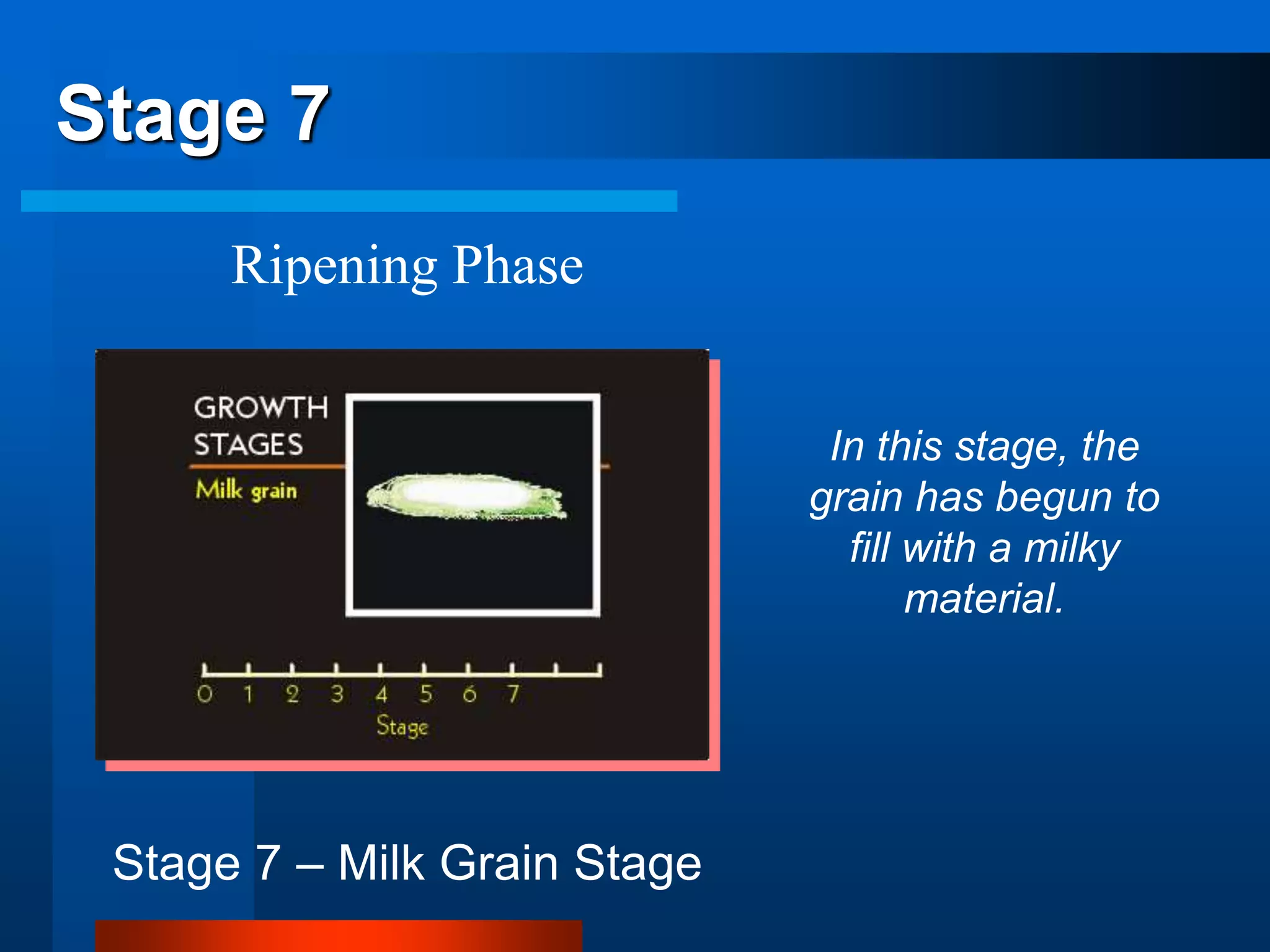 4 Growth Stages of the Rice Plant.ppt