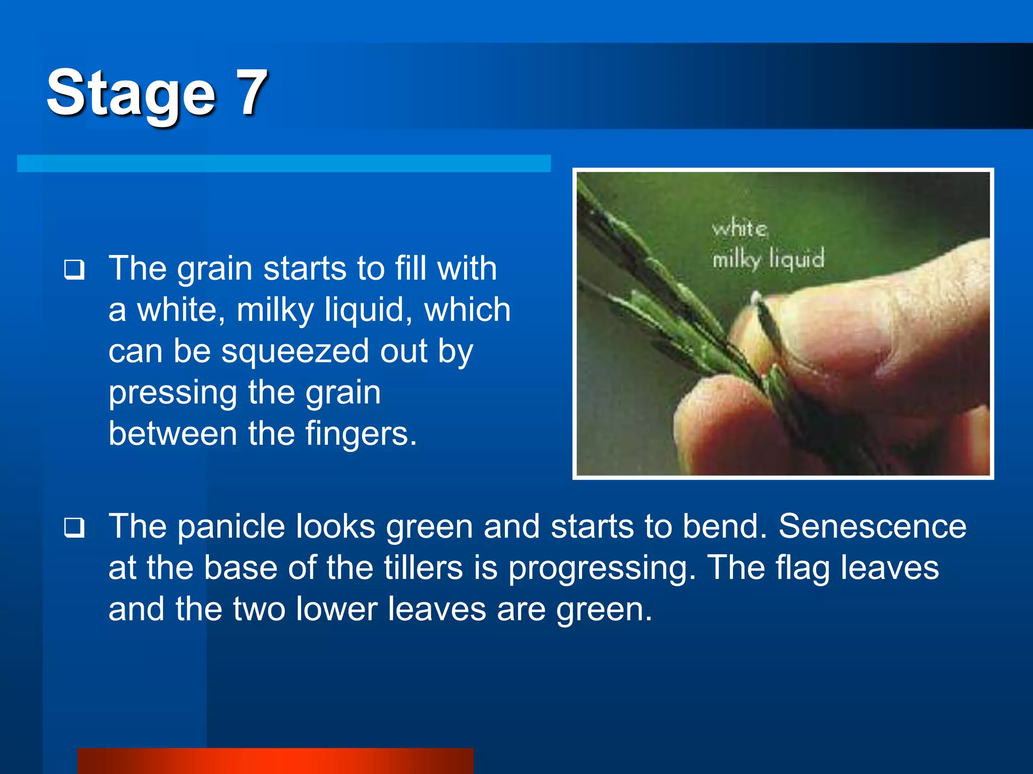 4 Growth Stages of the Rice Plant.ppt