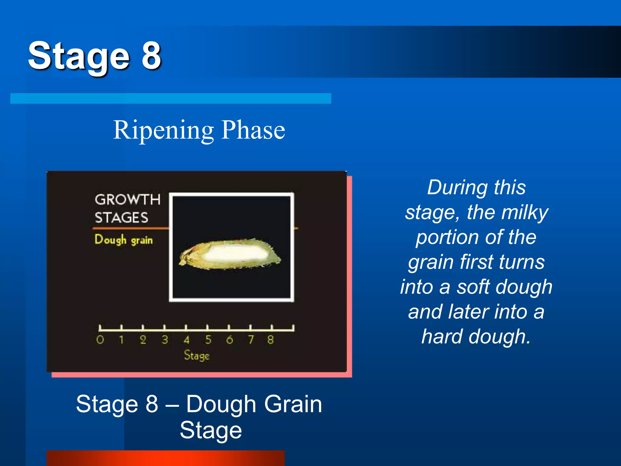 4 Growth Stages of the Rice Plant.ppt