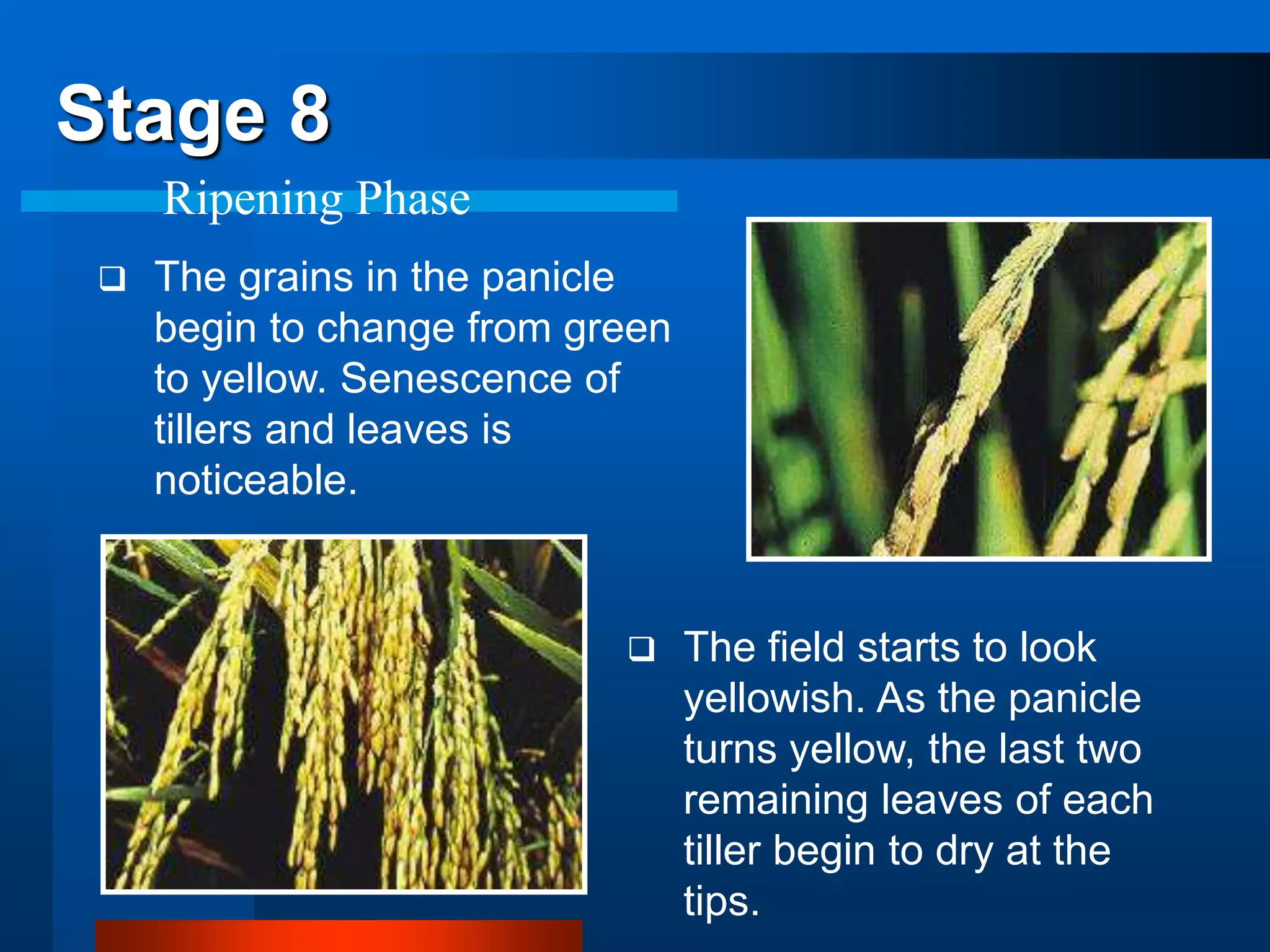 4 Growth Stages of the Rice Plant.ppt