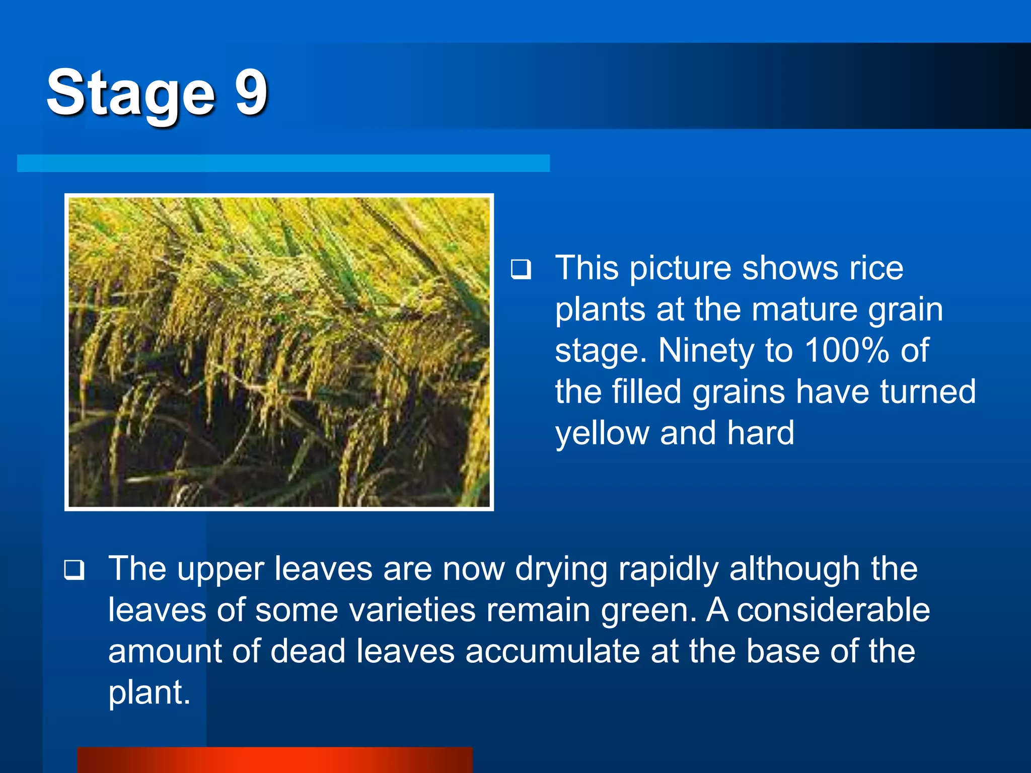 4 Growth Stages of the Rice Plant.ppt