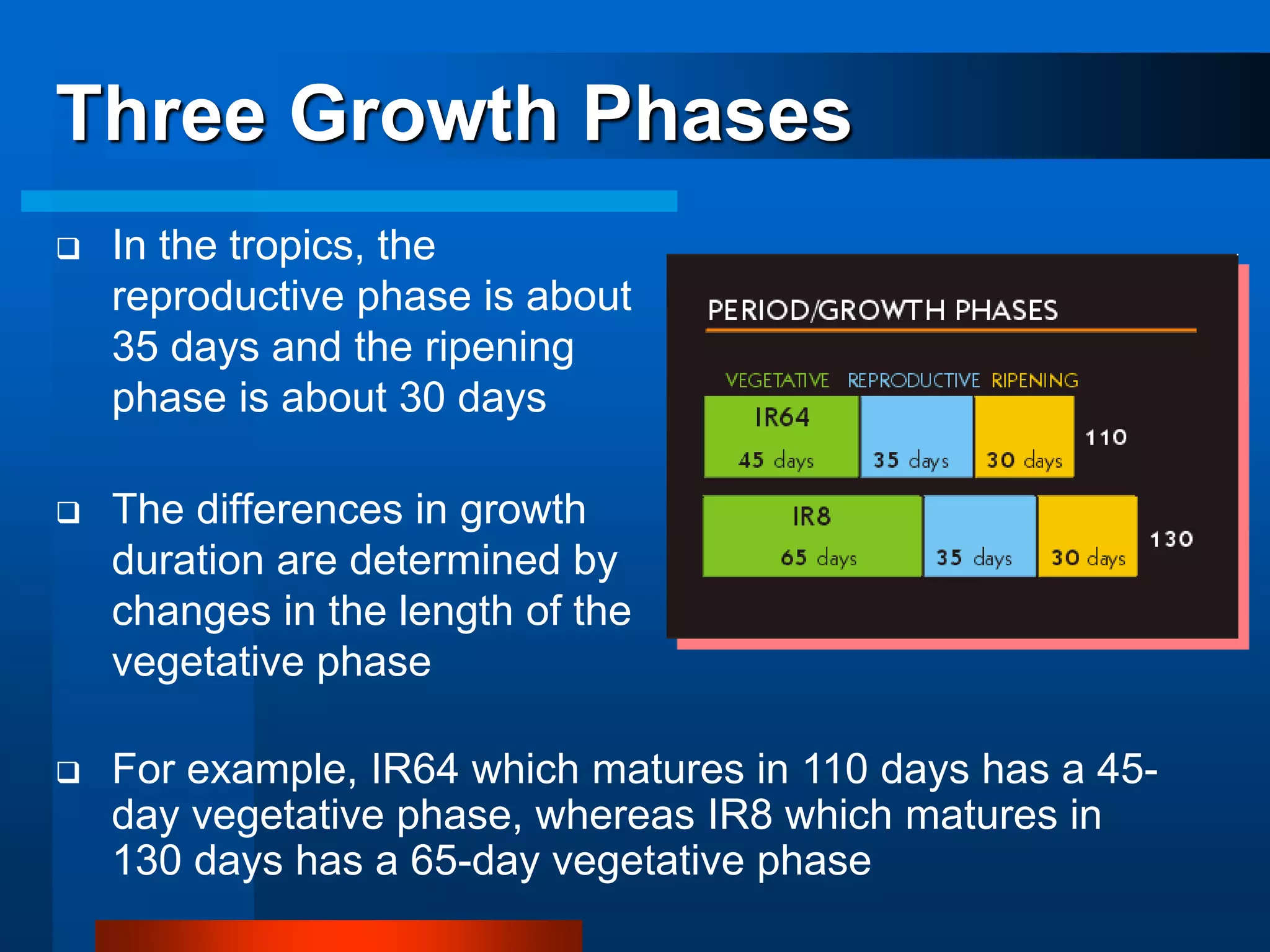 4 Growth Stages of the Rice Plant.ppt