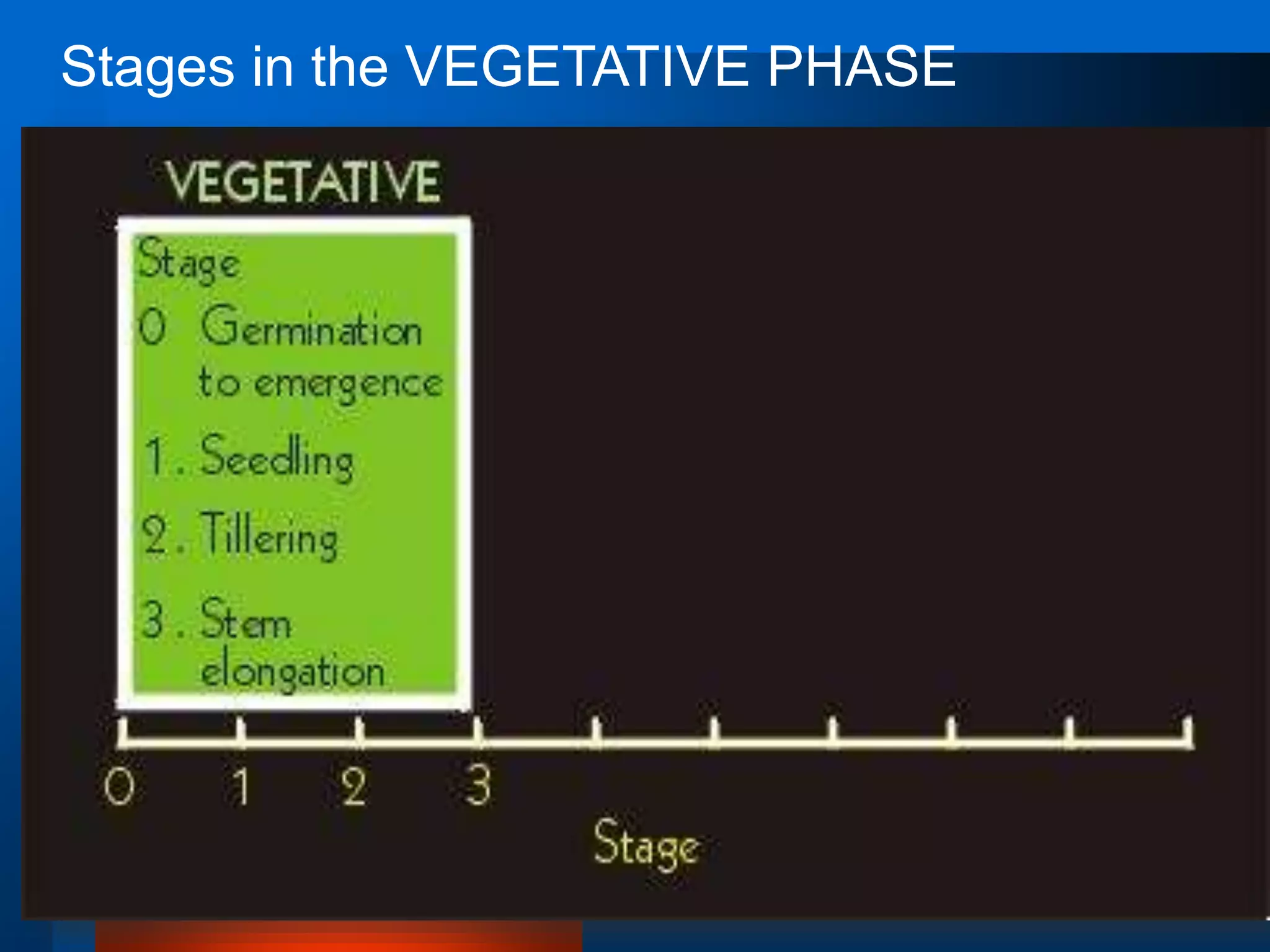 4 Growth Stages of the Rice Plant.ppt