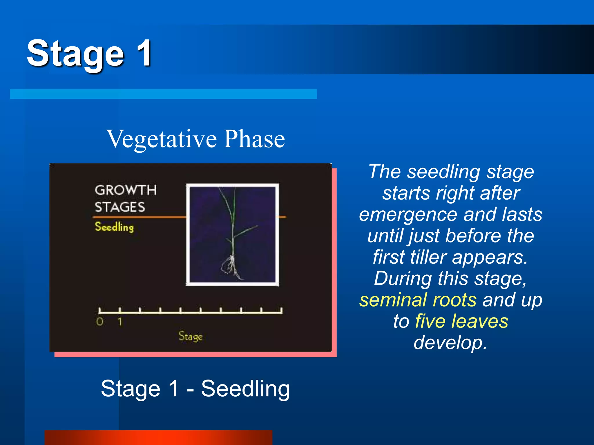 4 Growth Stages of the Rice Plant.ppt
