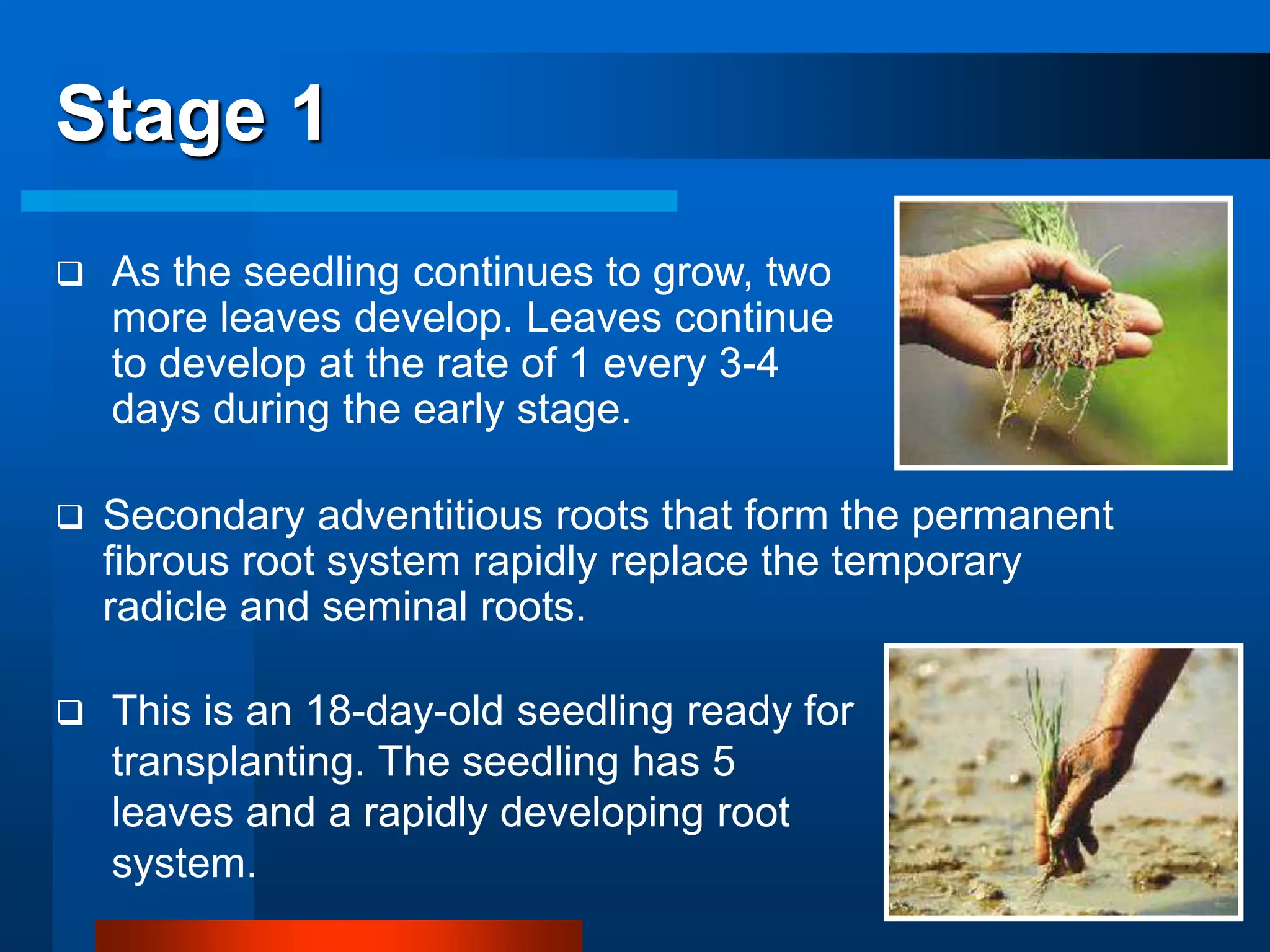 4 Growth Stages of the Rice Plant.ppt