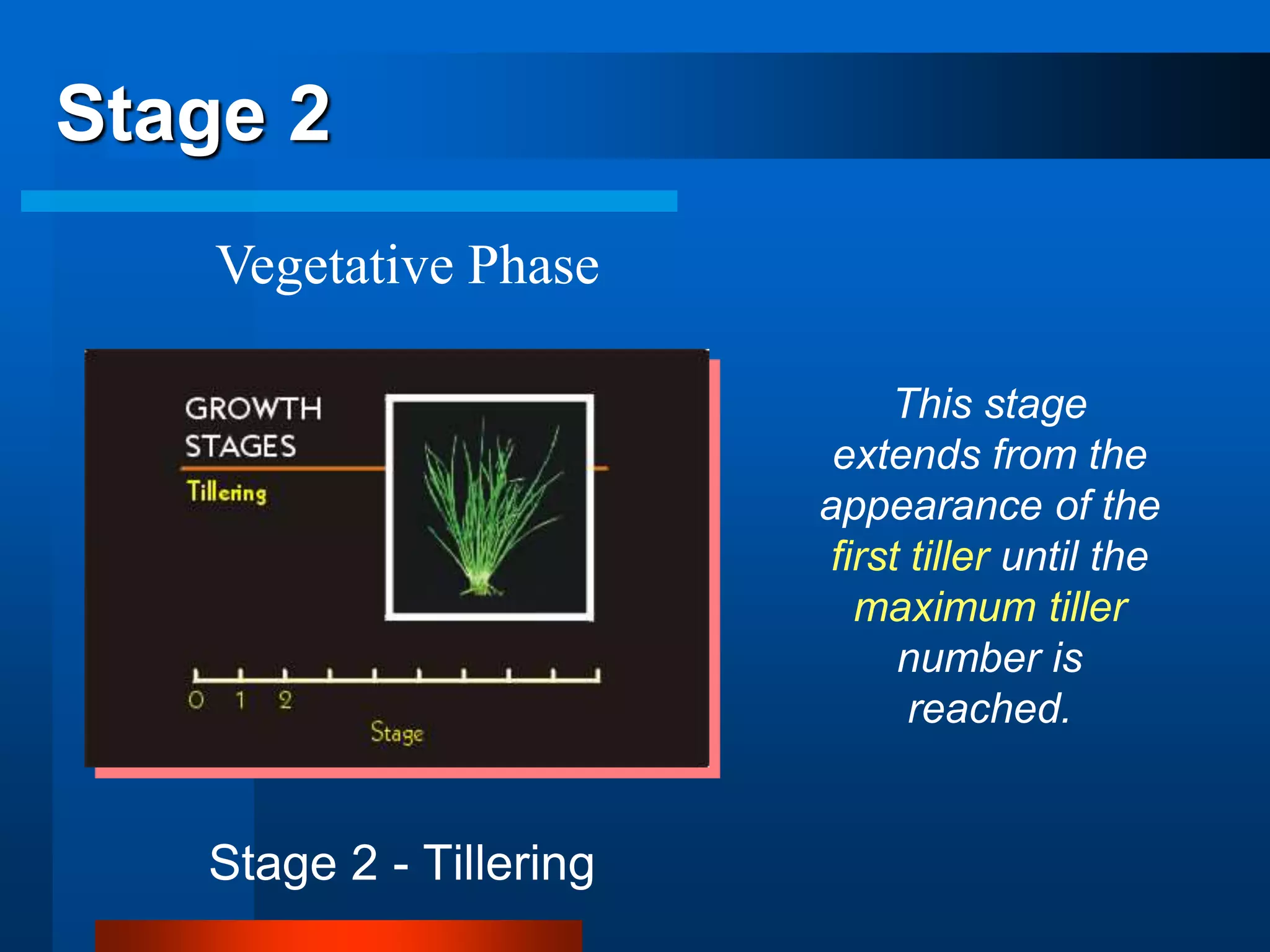 4 Growth Stages of the Rice Plant.ppt