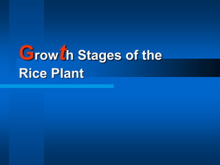 4 Growth Stages of the Rice Plant.ppt