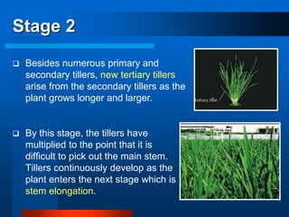 4 Growth Stages of the Rice Plant.ppt