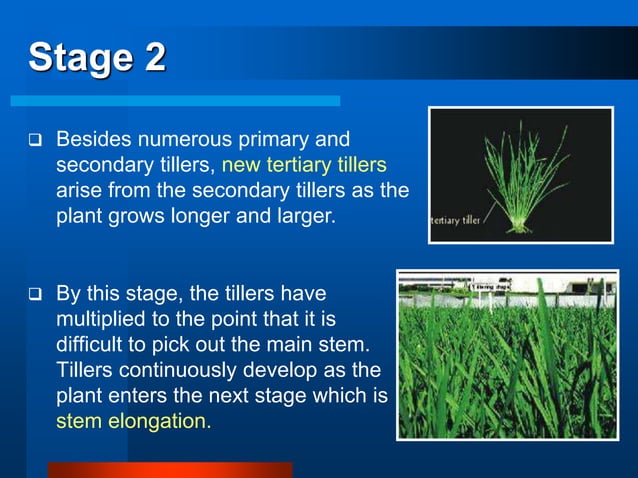 4 Growth Stages of the Rice Plant.ppt