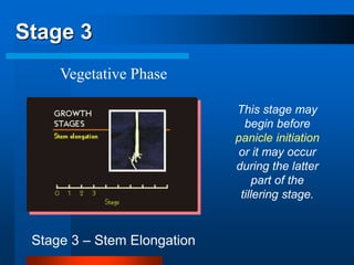 4 Growth Stages of the Rice Plant.ppt