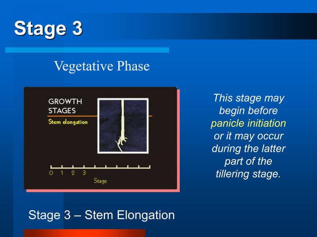 4 Growth Stages of the Rice Plant.ppt