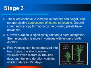 4 Growth Stages of the Rice Plant.ppt