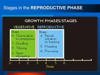 4 Growth Stages of the Rice Plant.ppt