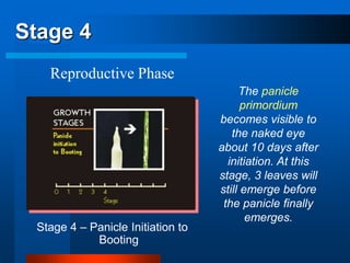 4 Growth Stages of the Rice Plant.ppt