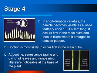 4 Growth Stages of the Rice Plant.ppt