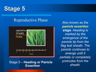 4 Growth Stages of the Rice Plant.ppt