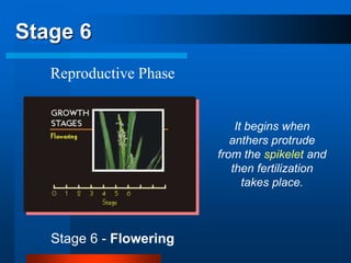4 Growth Stages of the Rice Plant.ppt