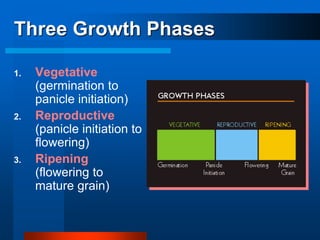 4 Growth Stages of the Rice Plant.ppt