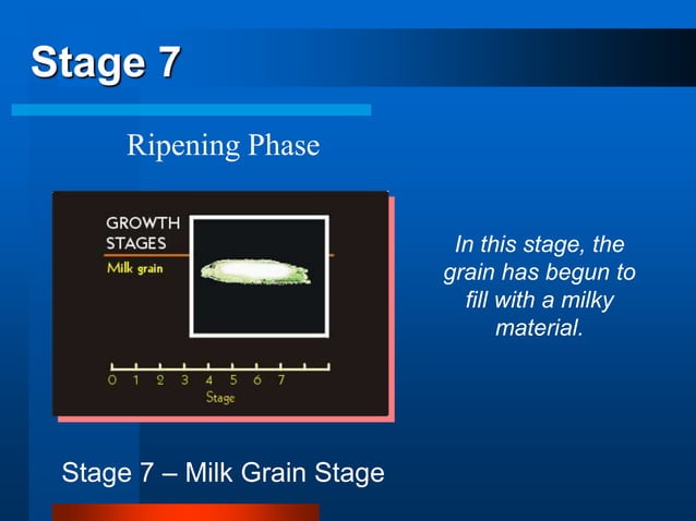4 Growth Stages of the Rice Plant.ppt