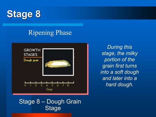 4 Growth Stages of the Rice Plant.ppt