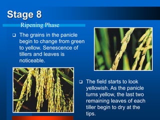 4 Growth Stages of the Rice Plant.ppt