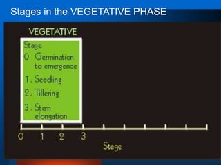 4 Growth Stages of the Rice Plant.ppt