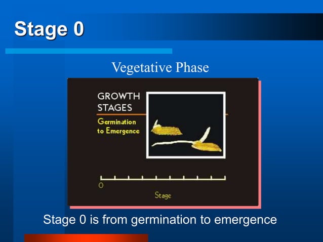 4 Growth Stages of the Rice Plant.ppt