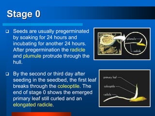 4 Growth Stages of the Rice Plant.ppt