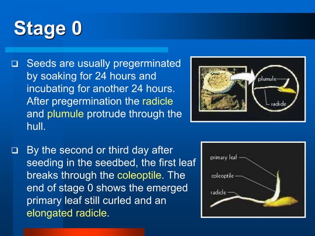 4 Growth Stages of the Rice Plant.ppt