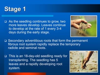 4 Growth Stages of the Rice Plant.ppt