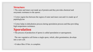 Sporulation