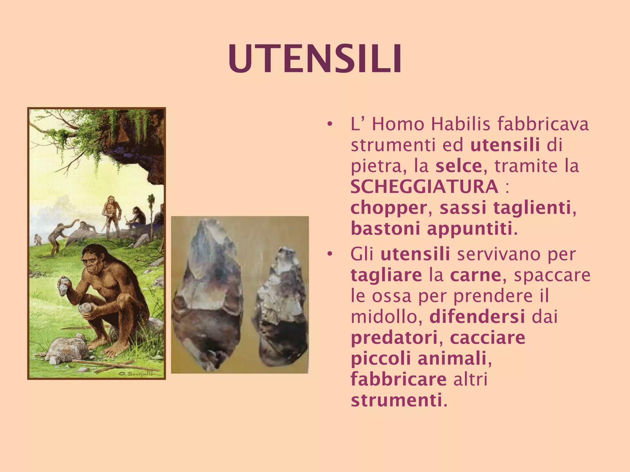 4 Homo Habilis | PPT