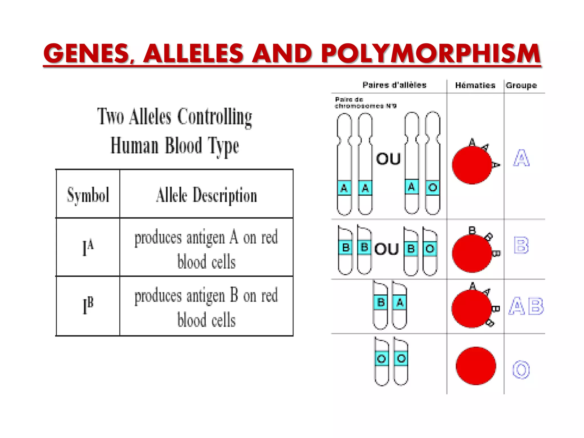 4 ih genetic principles in blood banking | PPTX
