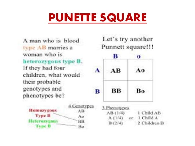 Genotype Vs Phenotype Punnett Square