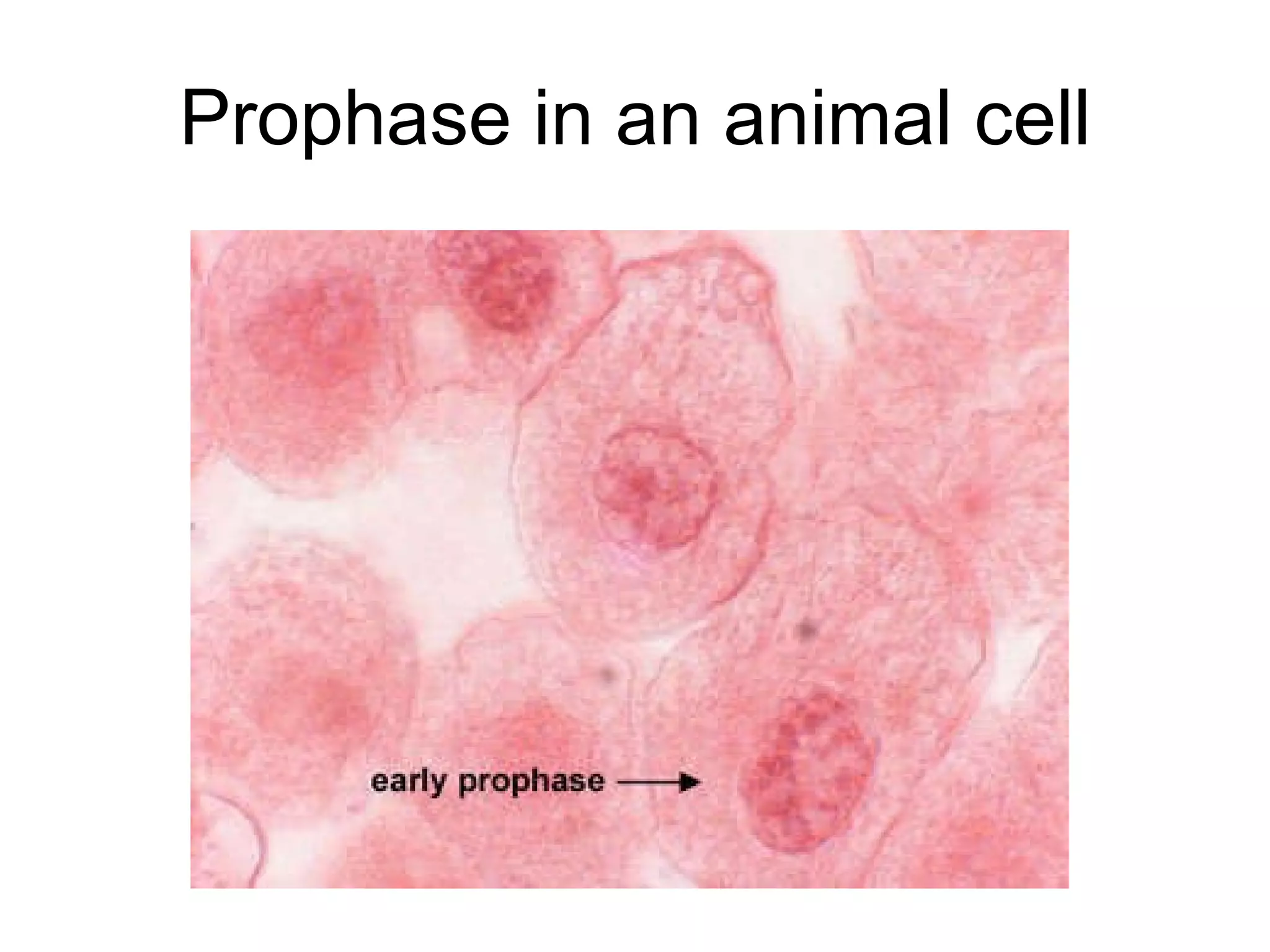 Chapter 18 Cell Division Lesson 4 - The Importance of Mitosis | PPT
