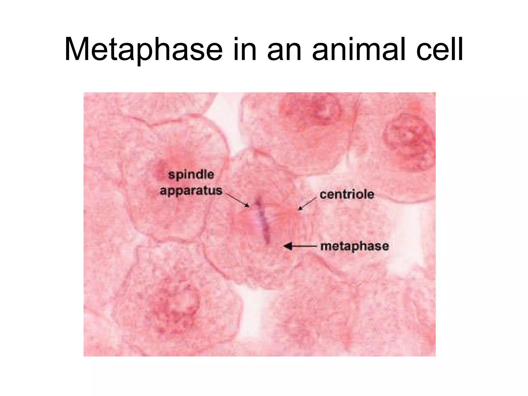 Chapter 18 Cell Division Lesson 4 - The Importance of Mitosis | PPT