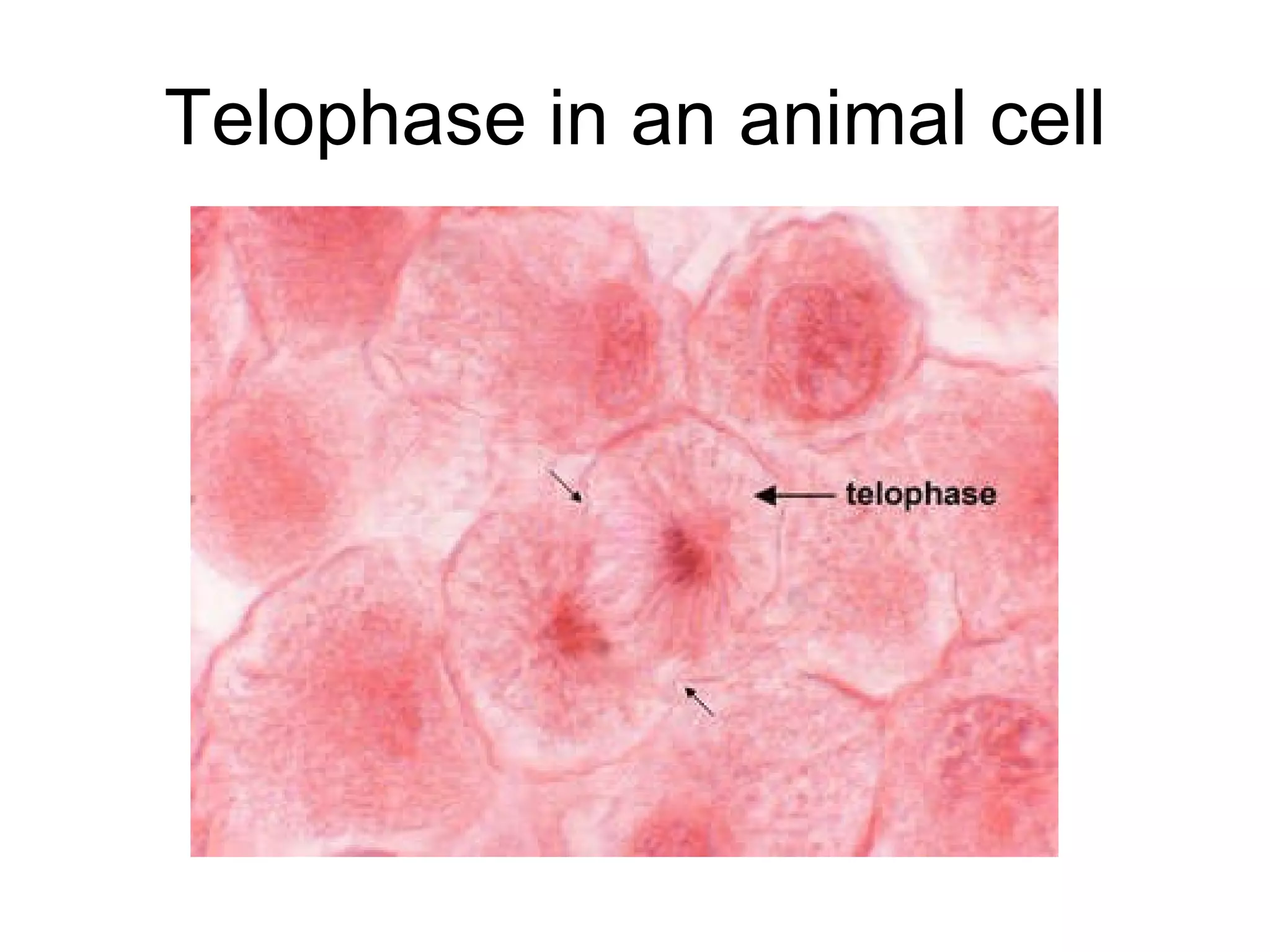 Chapter 18 Cell Division Lesson 4 - The Importance of Mitosis | PPT