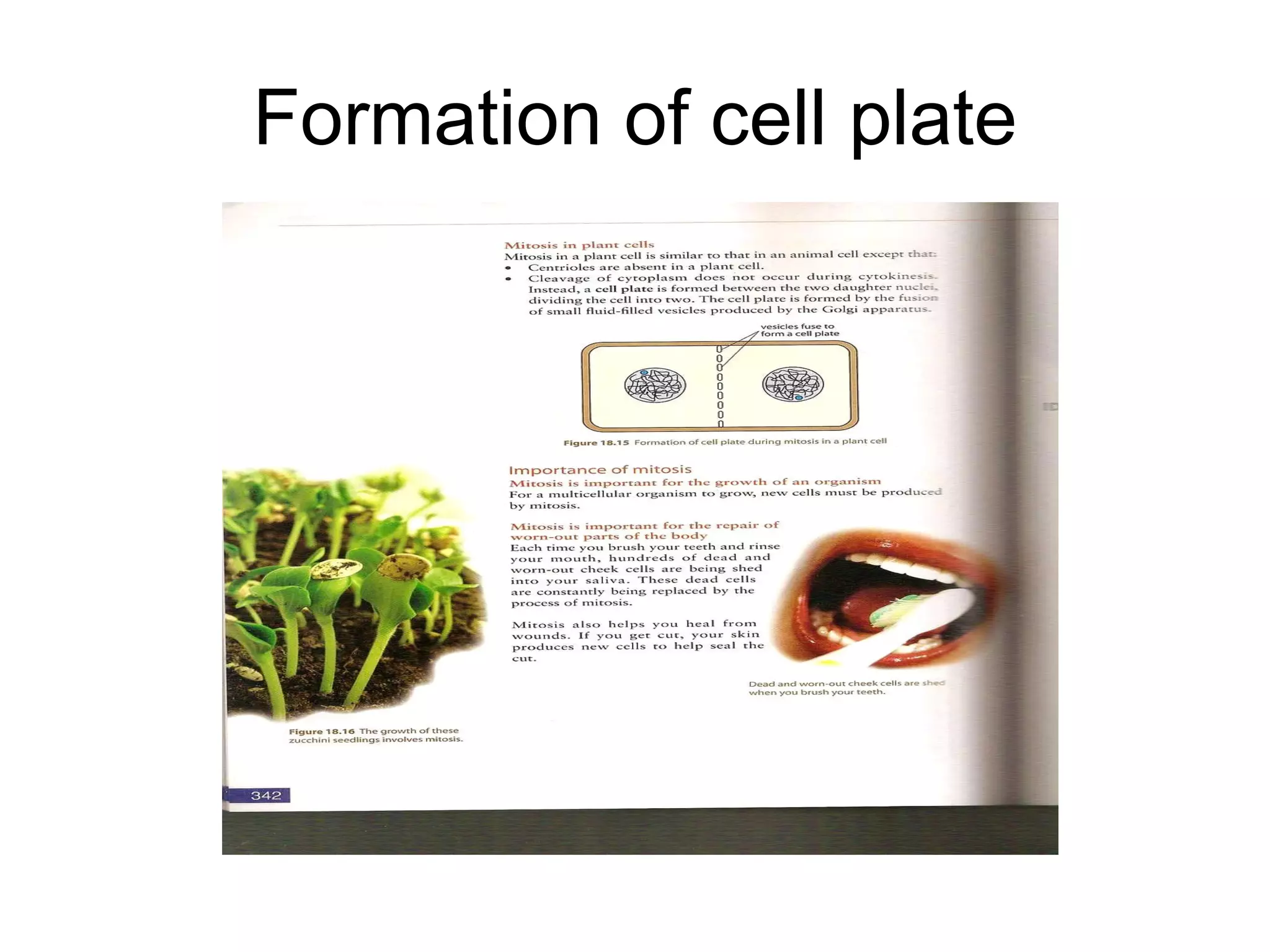 Chapter 18 Cell Division Lesson 4 - The Importance of Mitosis | PPT