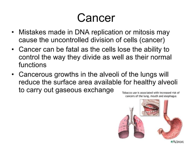 Chapter 18 Cell Division Lesson 4 - The Importance of Mitosis | PPT