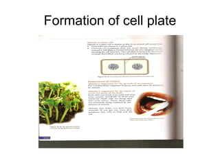 Chapter 18 Cell Division Lesson 4 - The Importance of Mitosis | PPT